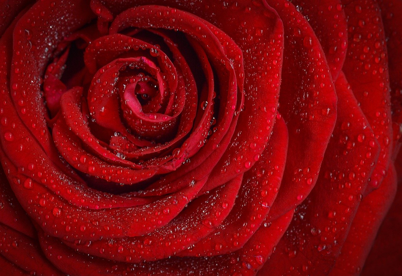 A Red, Red Rose | Scotland.org